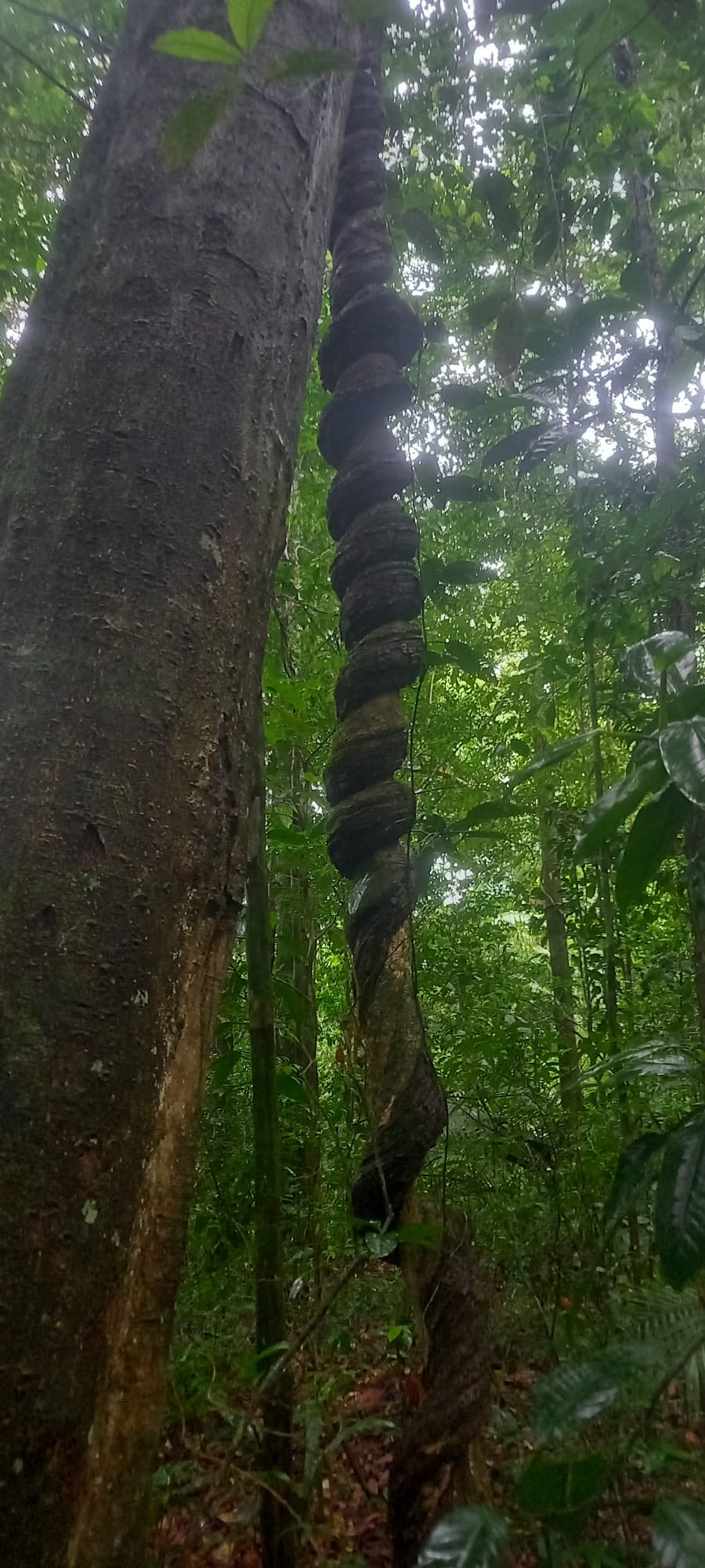 2024_04_21 Montagne Anglaise. – GUYANE TREK
