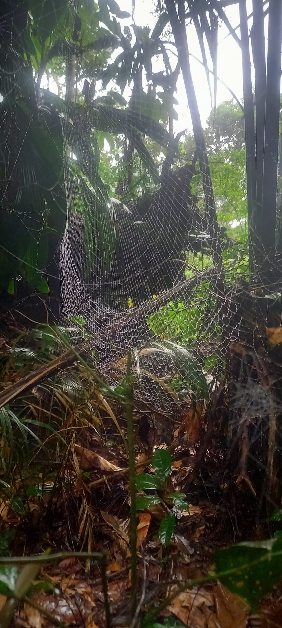 2024_04_21 Montagne Anglaise. – GUYANE TREK