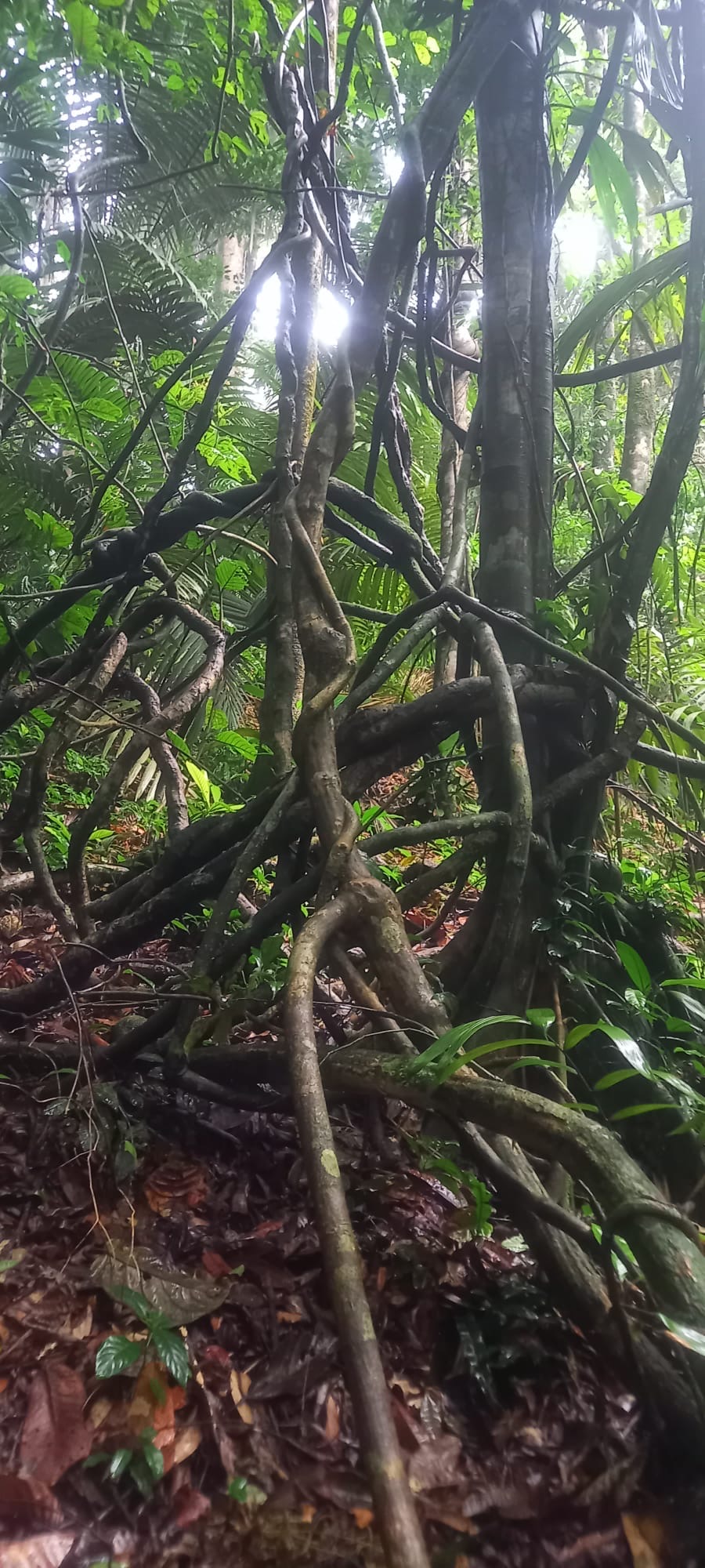 2024_04_21 Montagne Anglaise. – GUYANE TREK