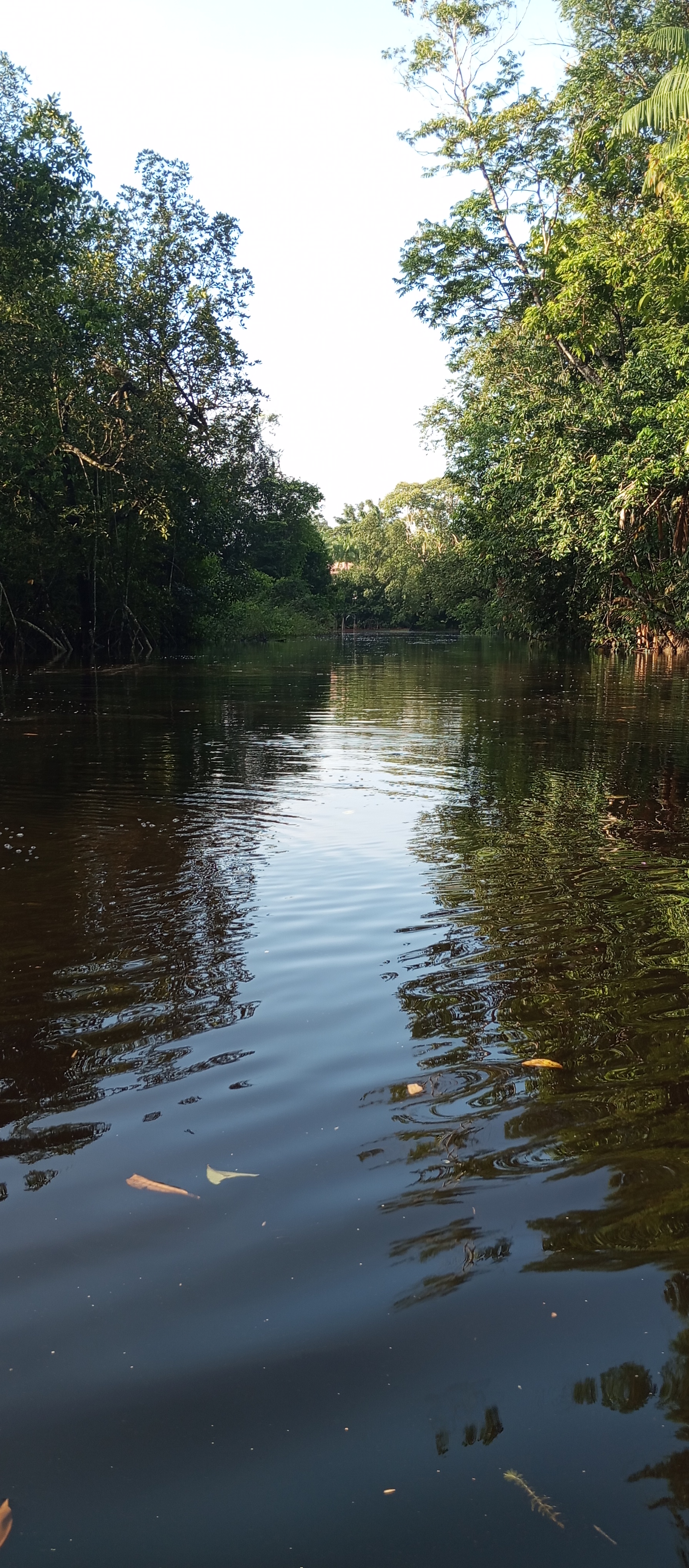 Montagne Anglaise 12 janvier 2025 – GUYANE TREK